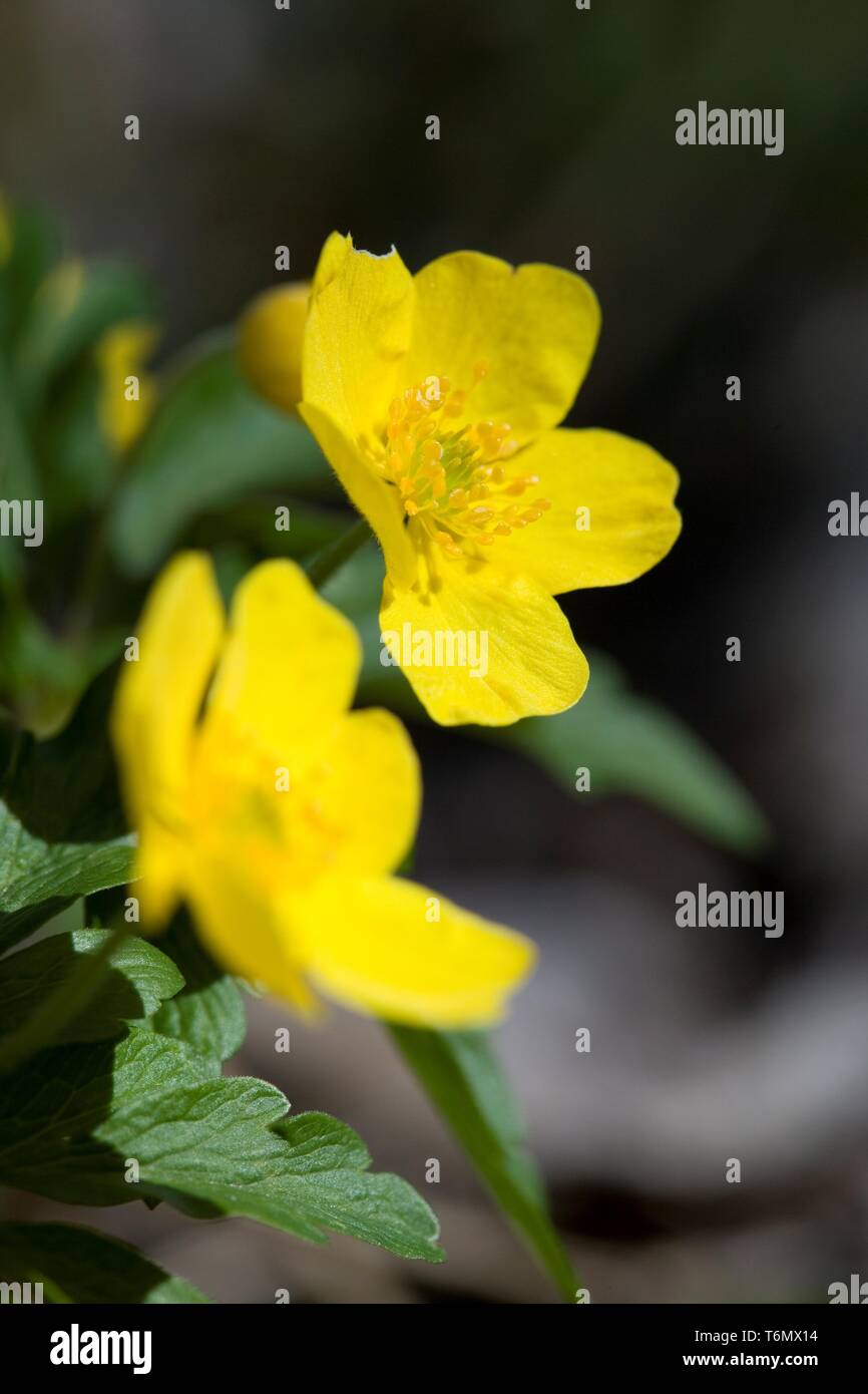 Blossom buttercup hi-res stock photography and images - Alamy