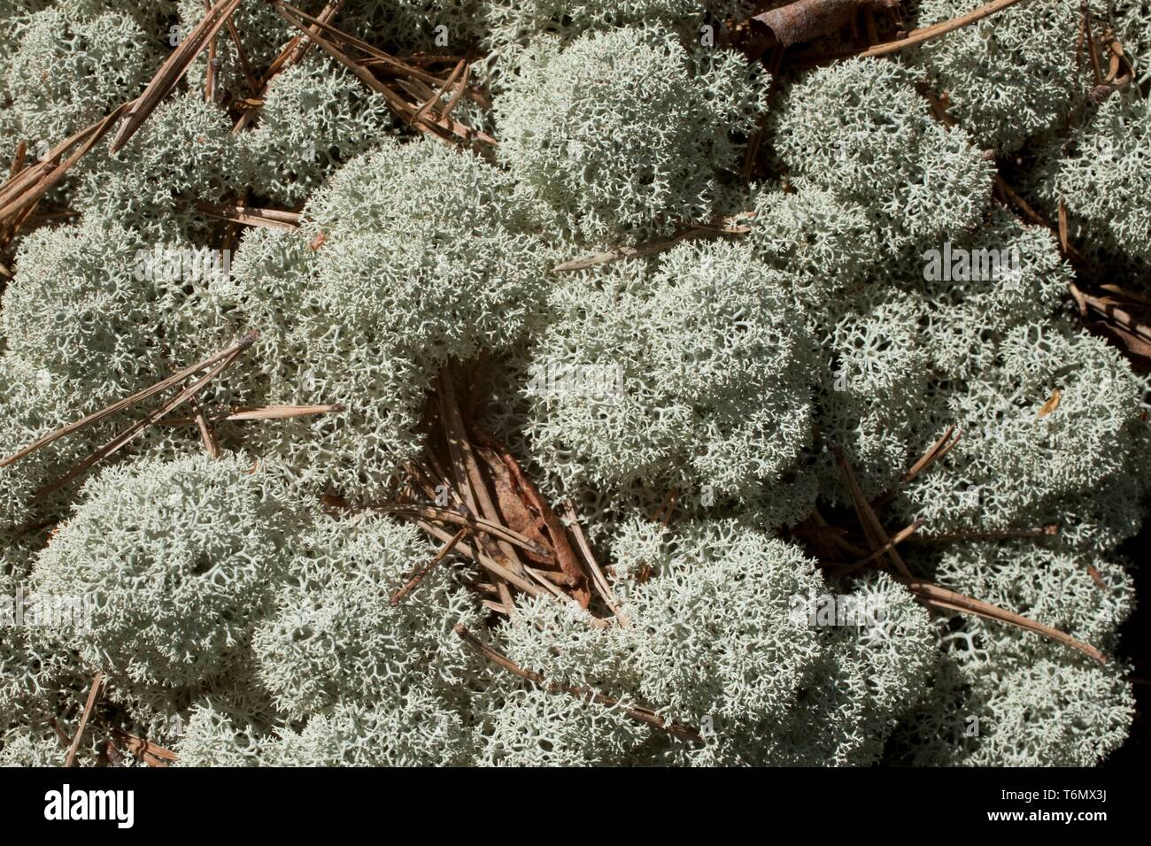 Lichen plants hi-res stock photography and images - Alamy