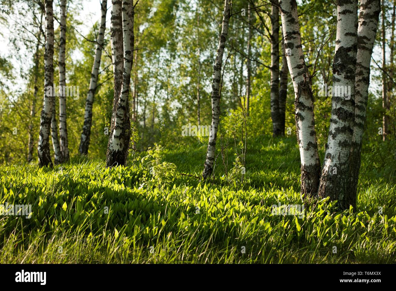 Valley with white birch trees hi-res stock photography and images - Alamy
