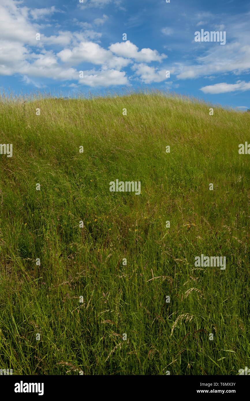Grass on mountain slope Stock Photo - Alamy