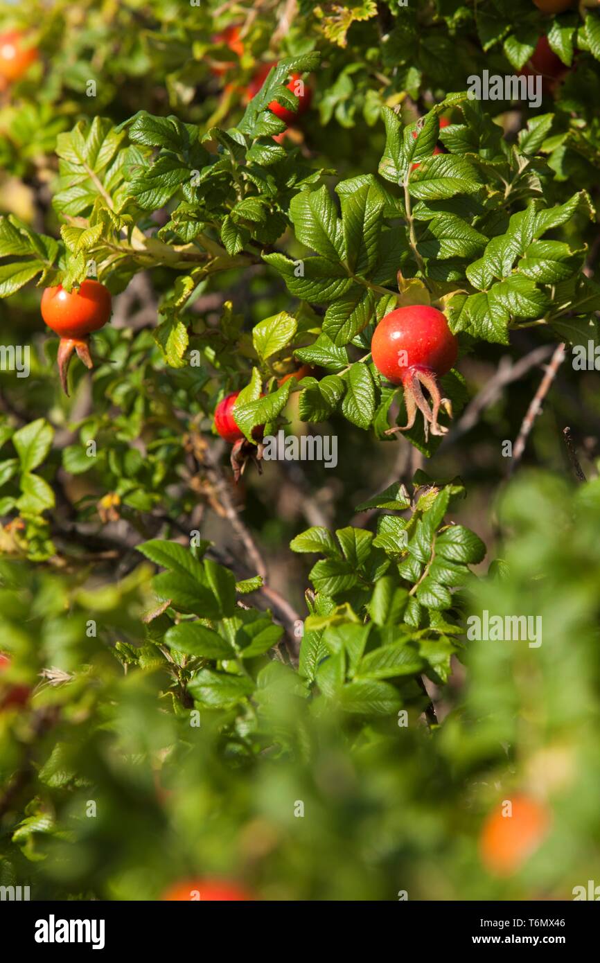 The brier hi-res stock photography and images - Alamy