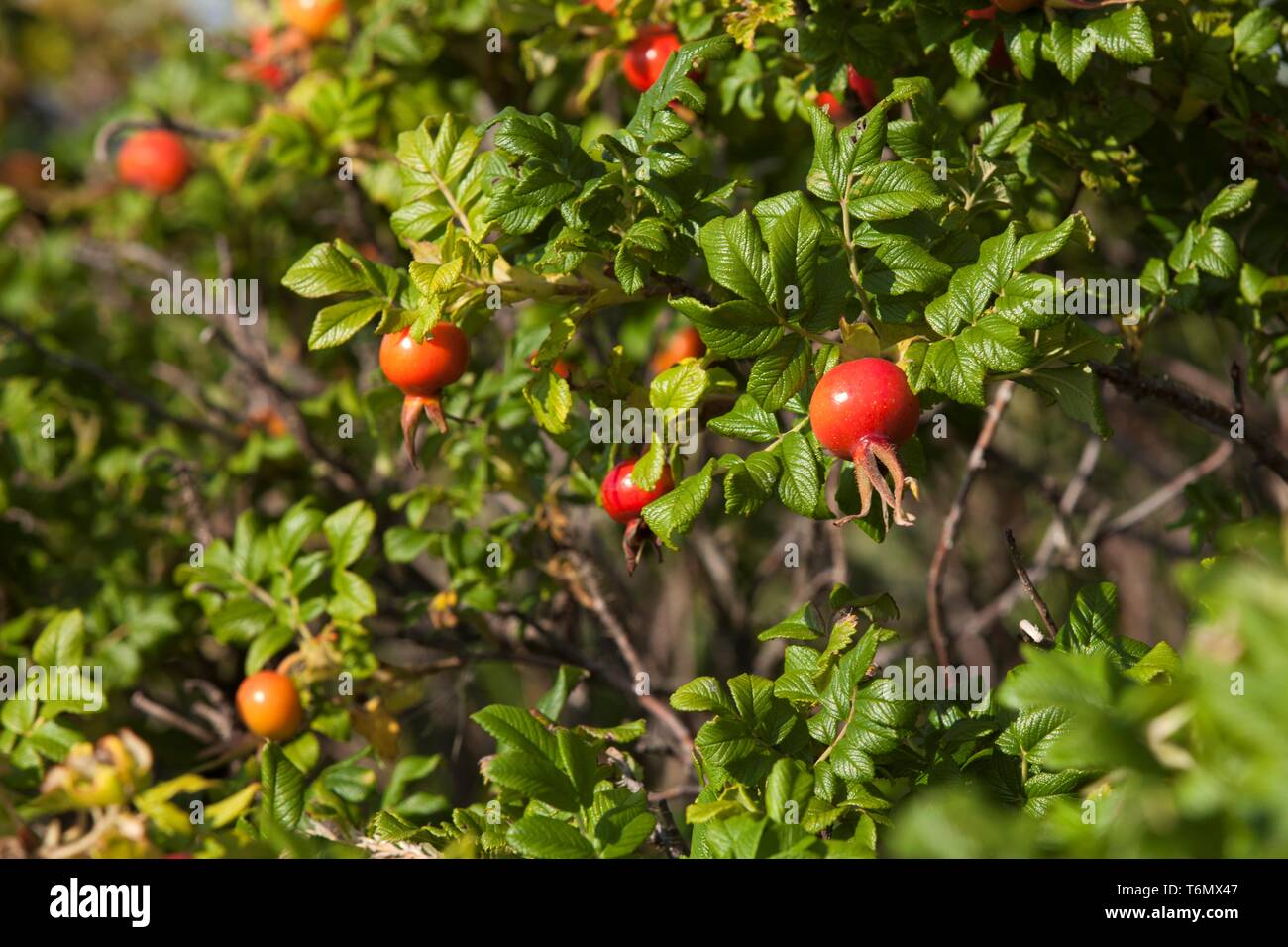 The brier hi-res stock photography and images - Alamy