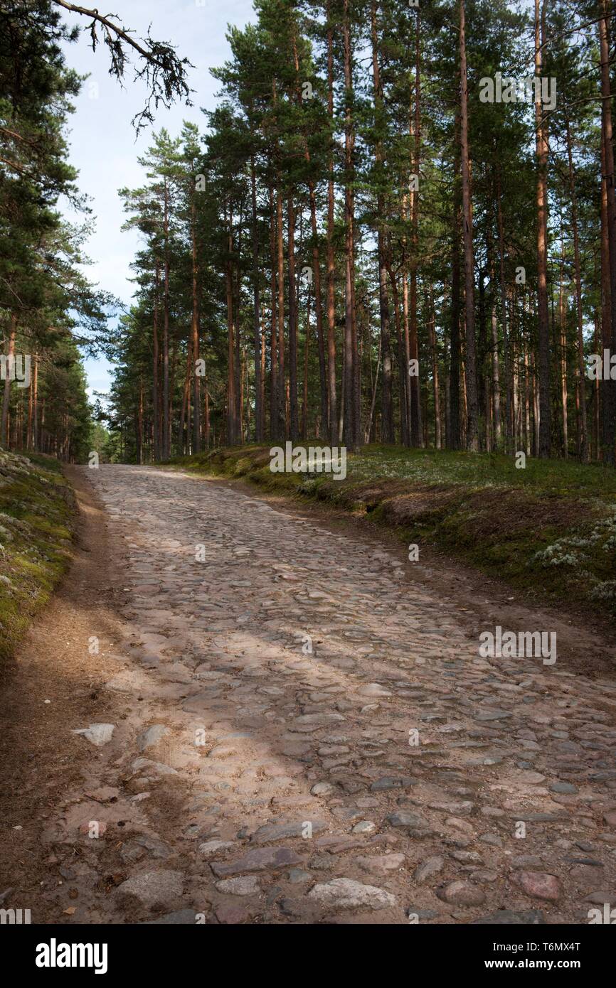 Cobbled road through a forest Stock Photo - Alamy