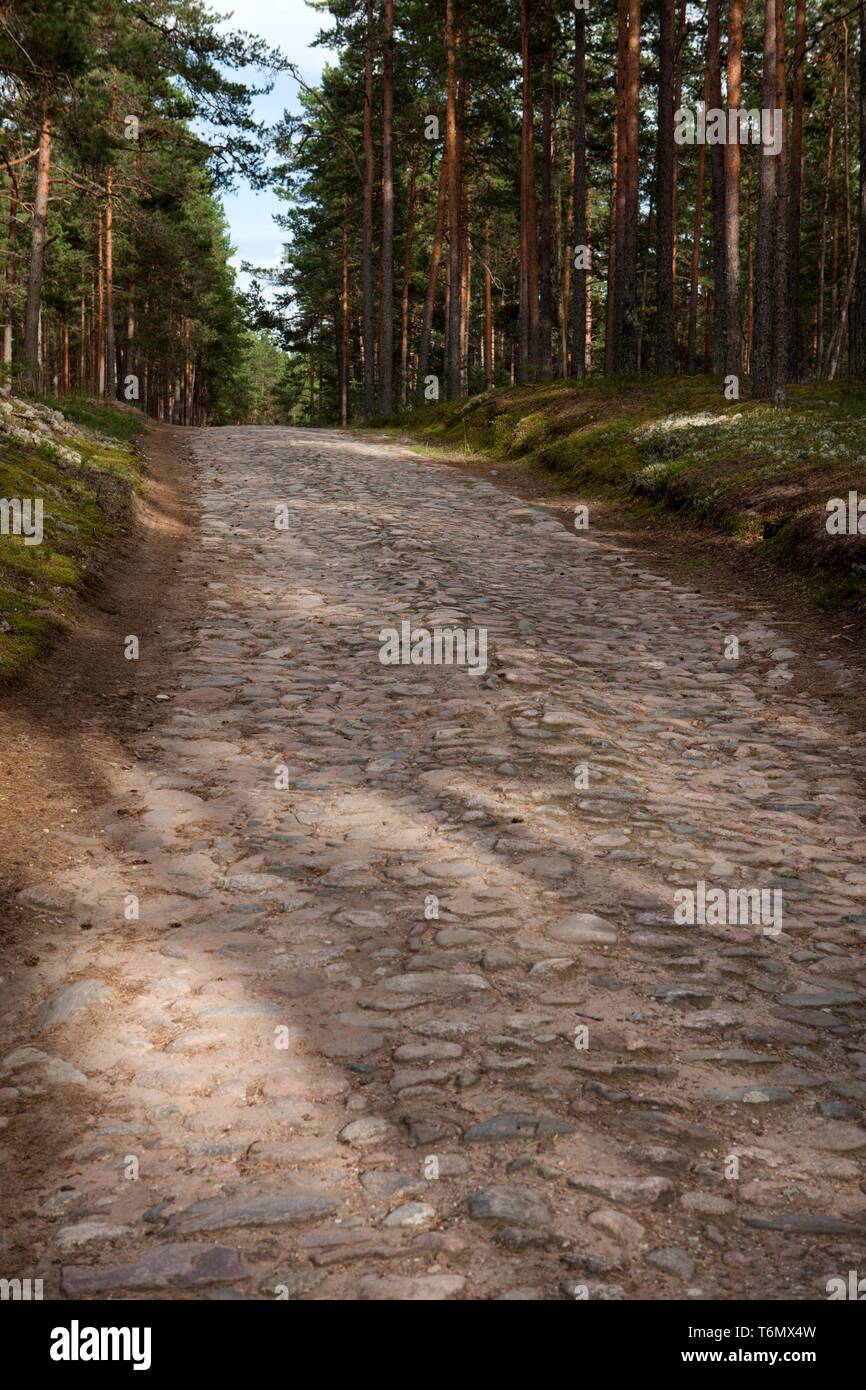 Cobbled road through a forest Stock Photo - Alamy