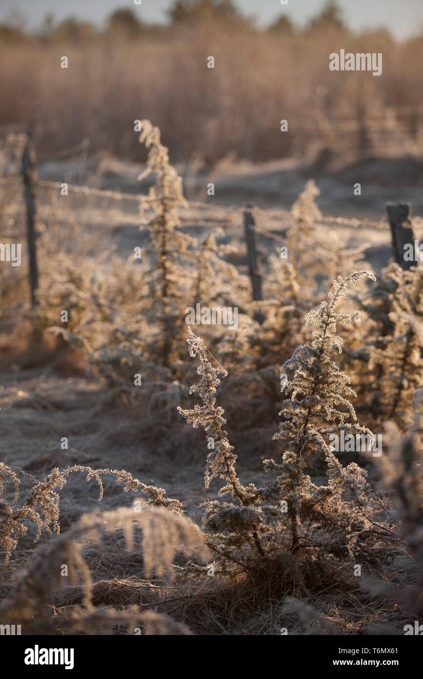 Frosty morning on the field in Noarootsi, Western Estonia Stock Photo ...