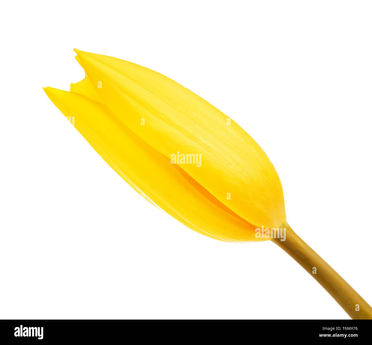 Yellow flower bud macro hi-res stock photography and images - Alamy