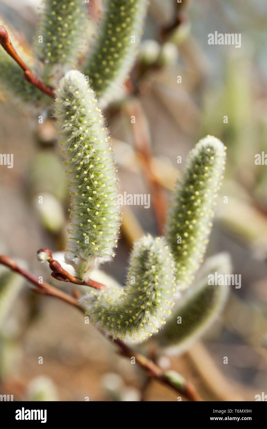 Spring catkin hi-res stock photography and images - Alamy