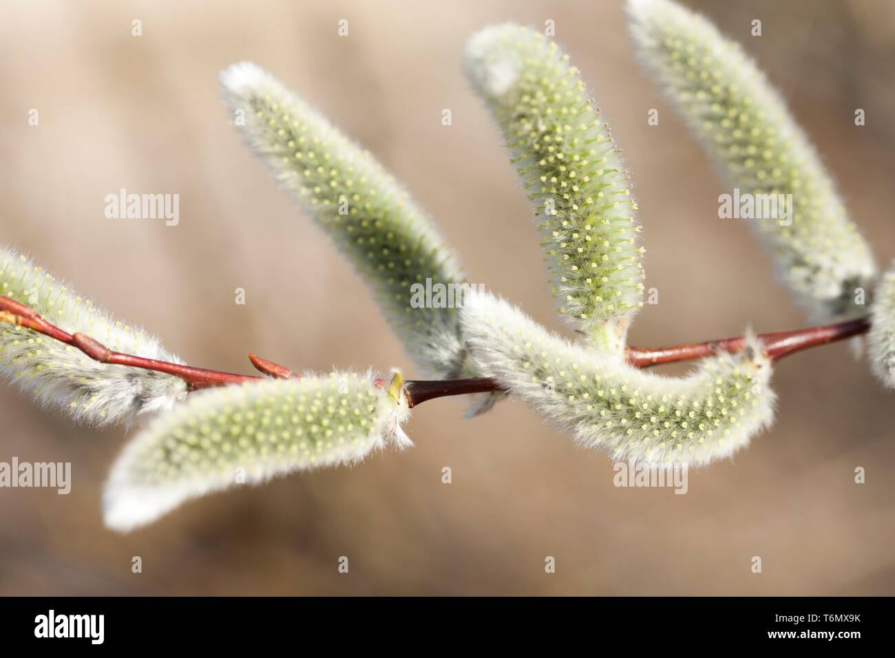 Spring catkin hi-res stock photography and images - Alamy
