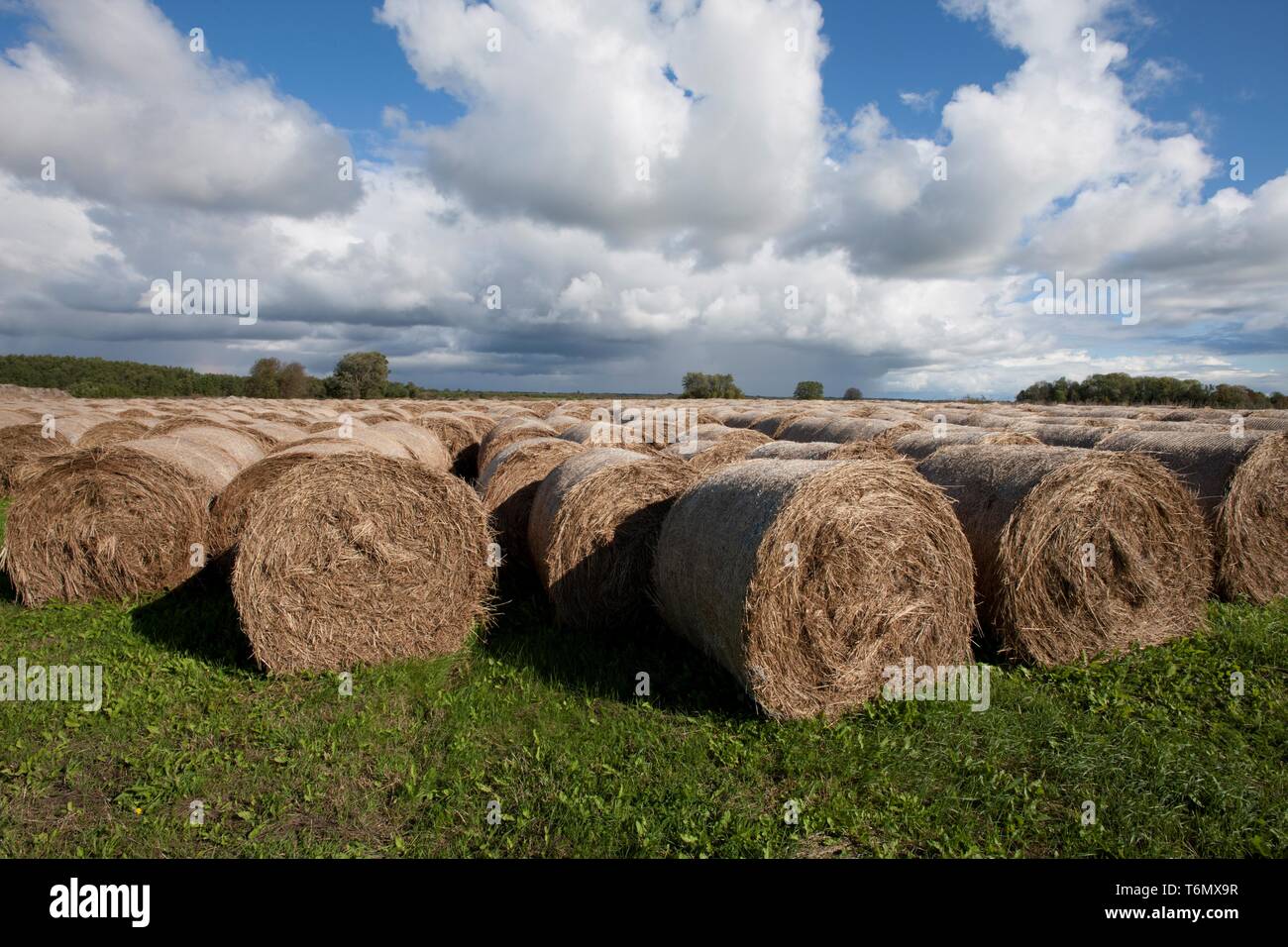 A field with bales of hay Stock Photo - Alamy