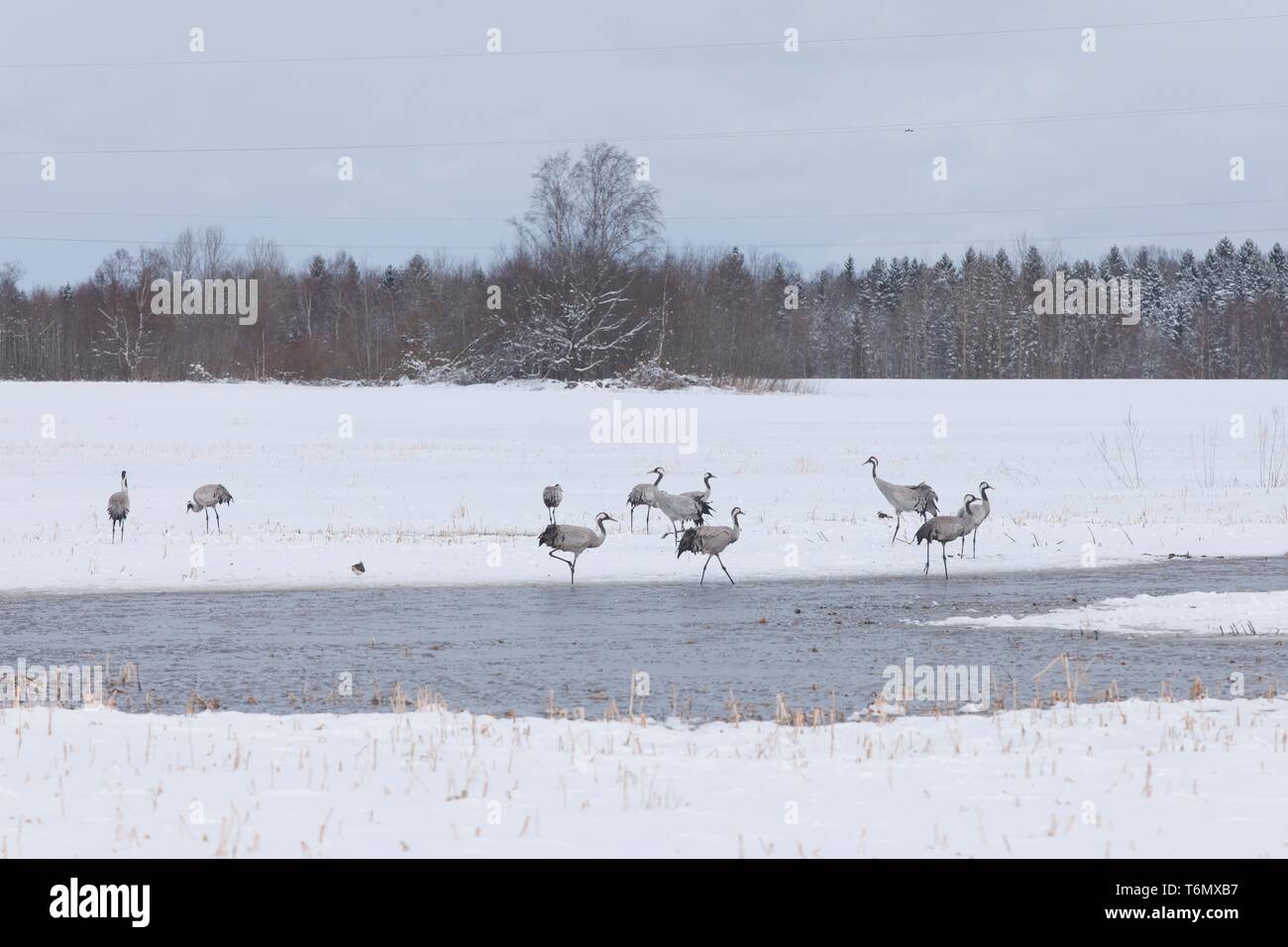 Common Cranes in snow Stock Photo - Alamy