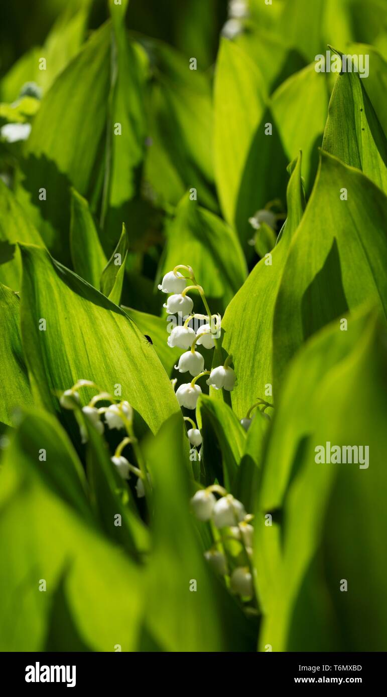 Lily valley blossom hi-res stock photography and images - Alamy