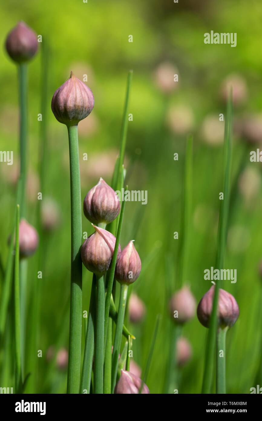 Scallion plants hi-res stock photography and images - Alamy