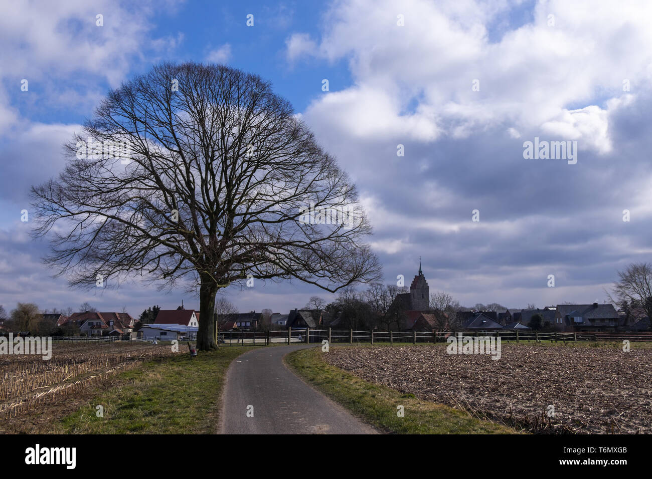 linden tree, genus tilia Stock Photo - Alamy