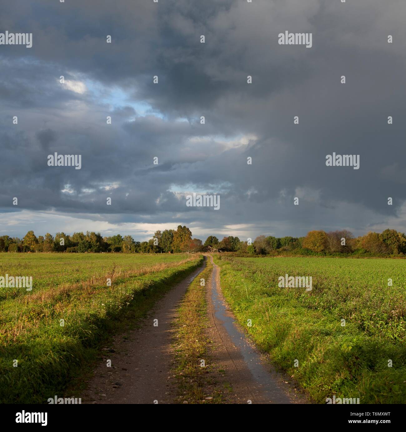 Wet country road through fields Stock Photo - Alamy