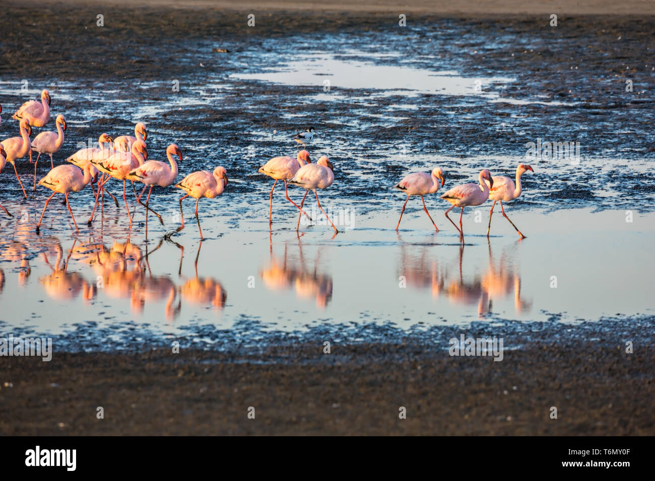 Pink flamingos at sunset hi-res stock photography and images - Alamy