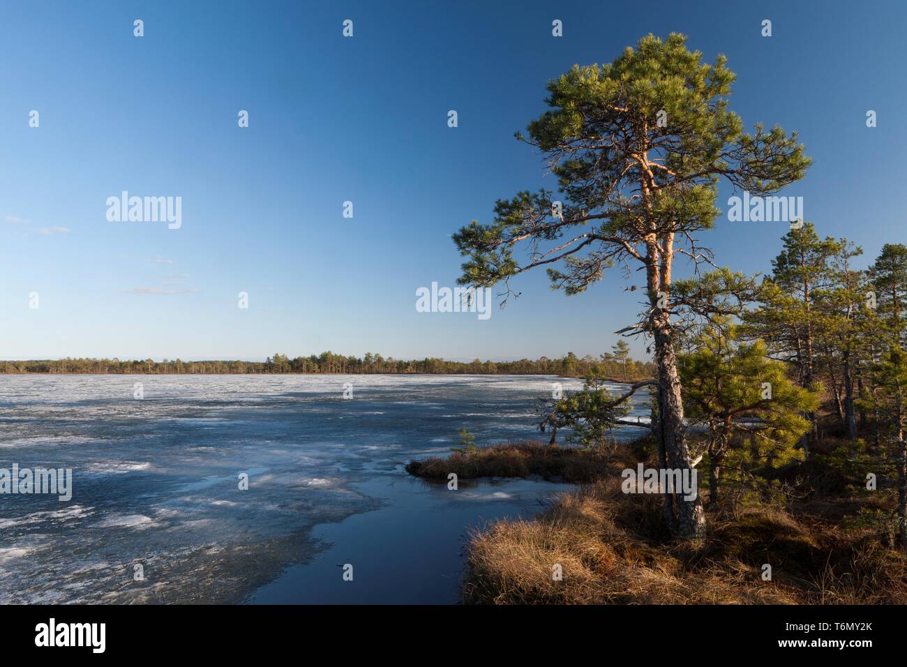 Kakerdaja hi-res stock photography and images - Alamy