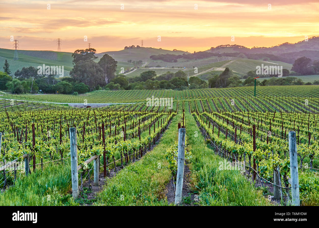 Vineyards at sunset in California, USA Stock Photo - Alamy
