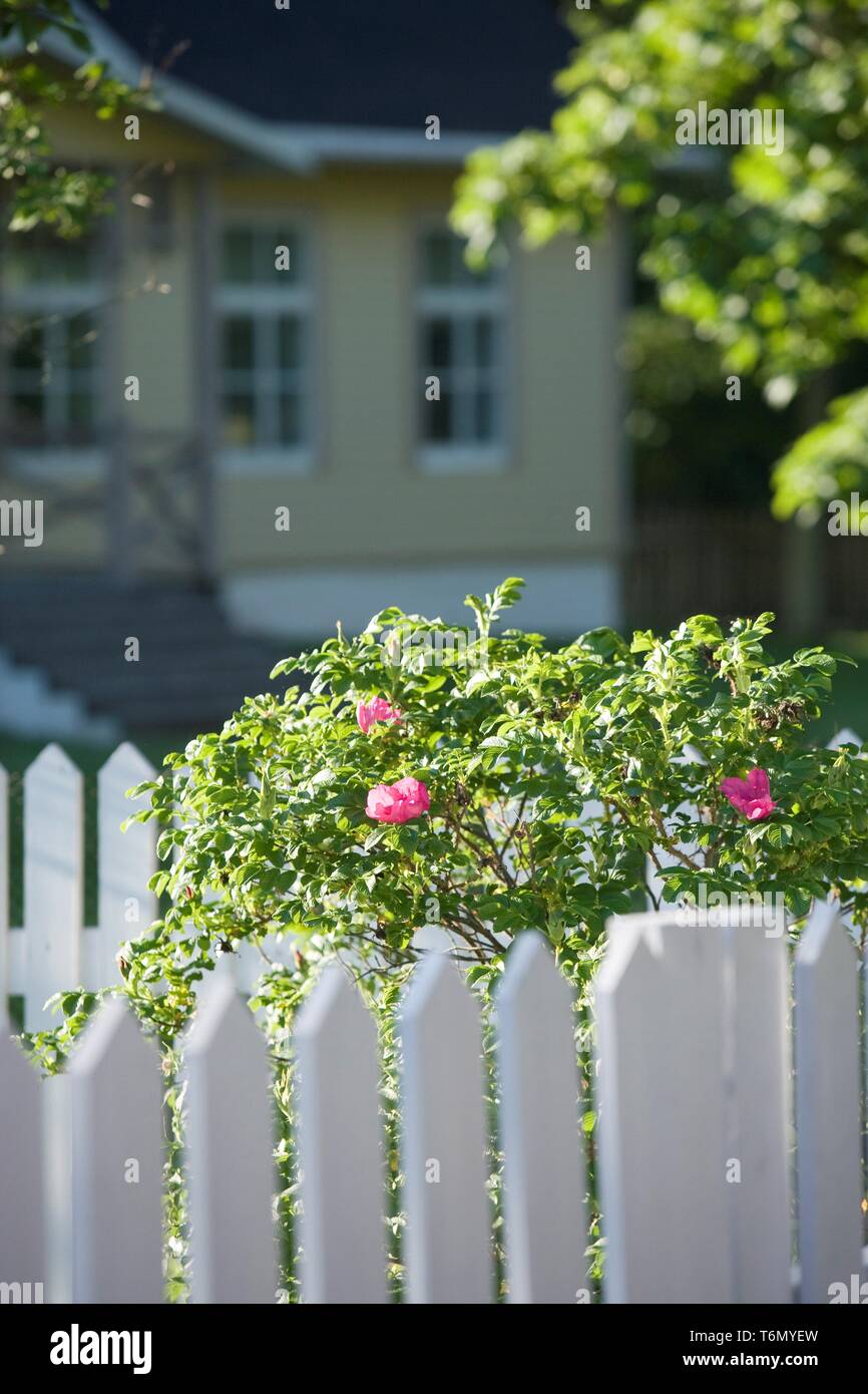 Rose bush hi-res stock photography and images - Alamy