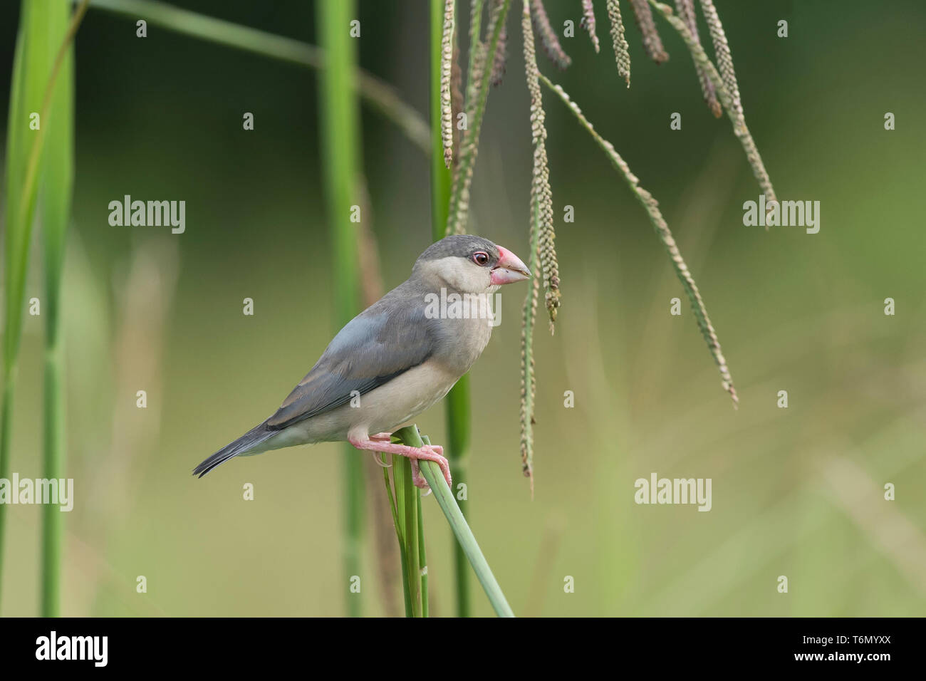 South sparrows hi-res stock photography and images - Alamy