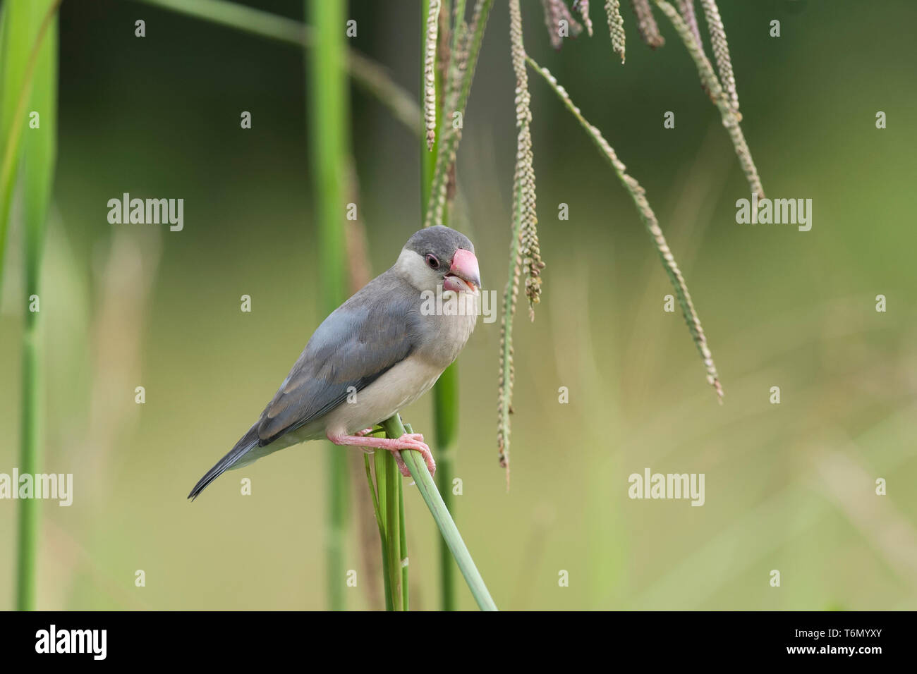 Java Rice Finches High Resolution Stock Photography and Images - Alamy