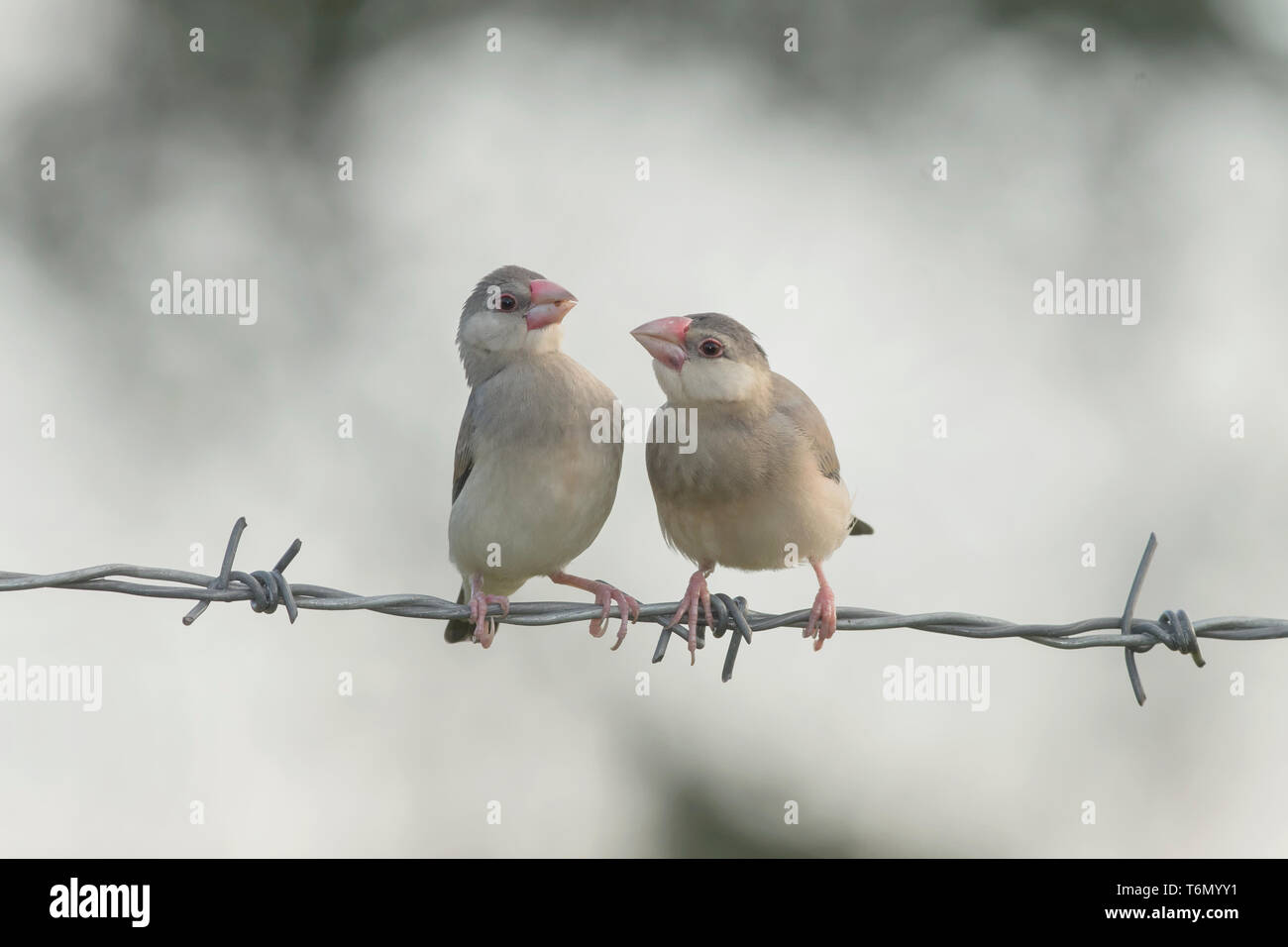South sparrows hi-res stock photography and images - Alamy