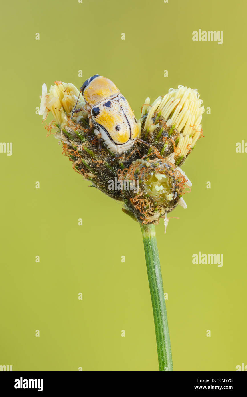 A Case-bearing Leaf Beetle (Griburius larvatus) perches on a leaf Stock ...