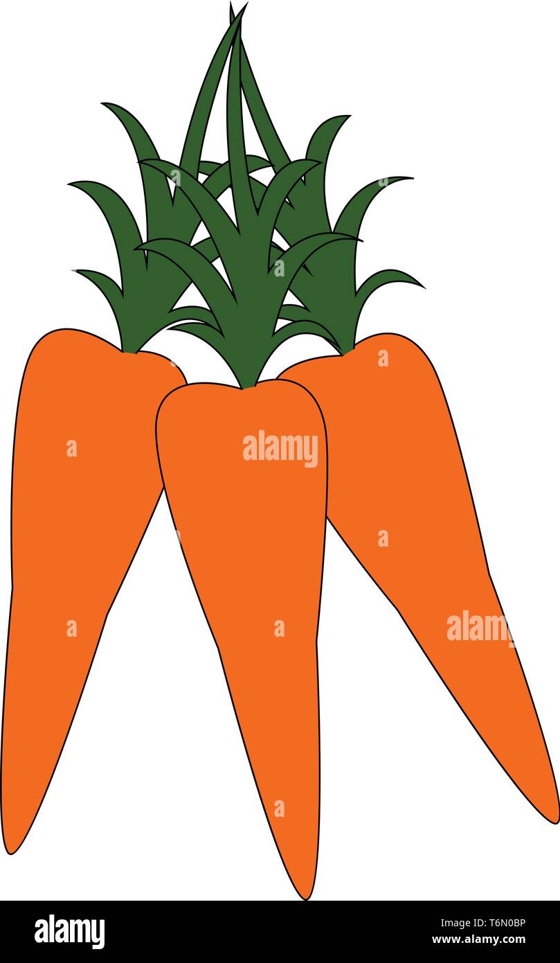 Bunch of three carrots which are bright in orange color vector color ...
