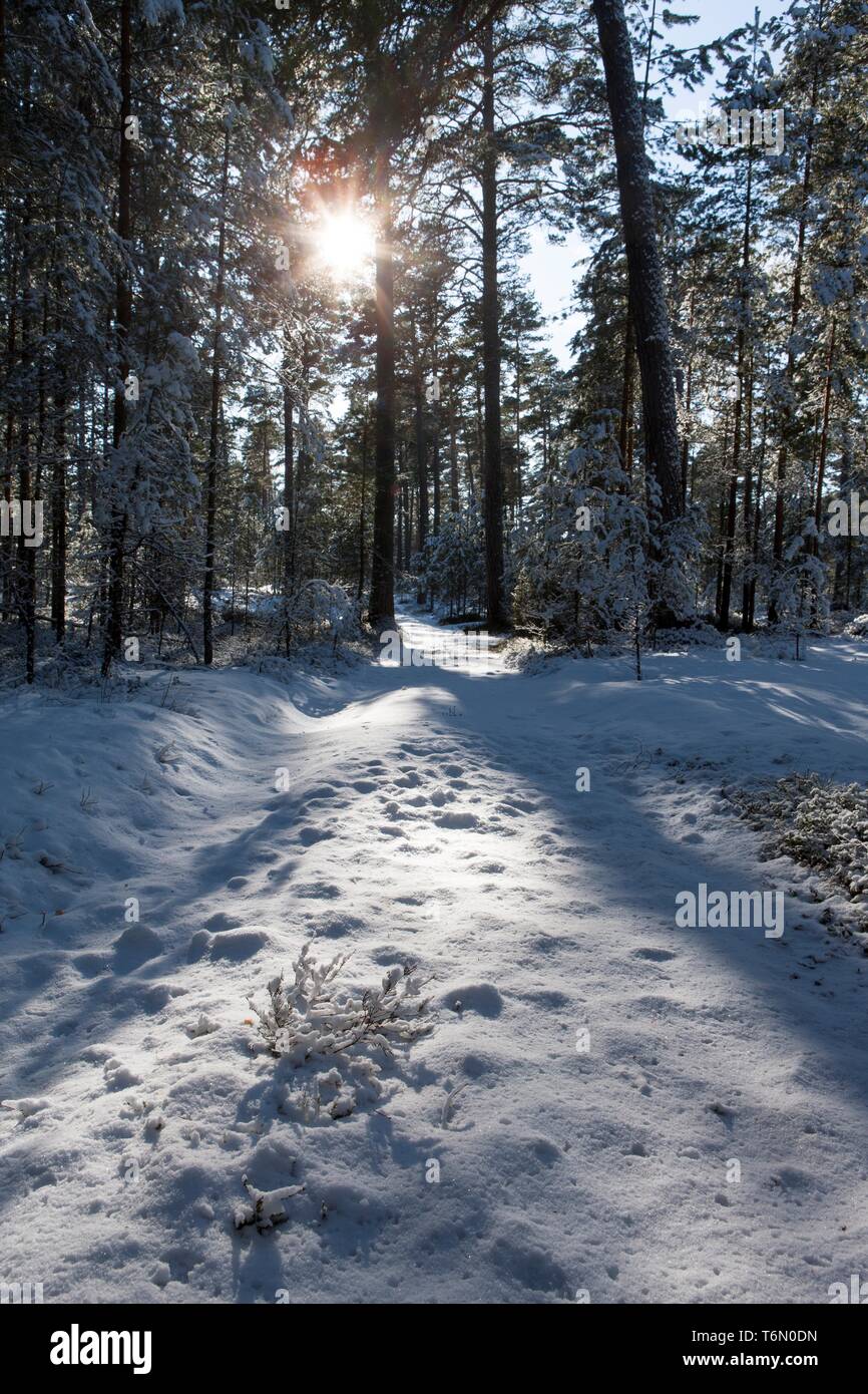 Sunlight in snowy forest hi-res stock photography and images - Alamy