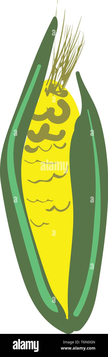 Raw corn of a rough sketch in yellow and green color vector color ...