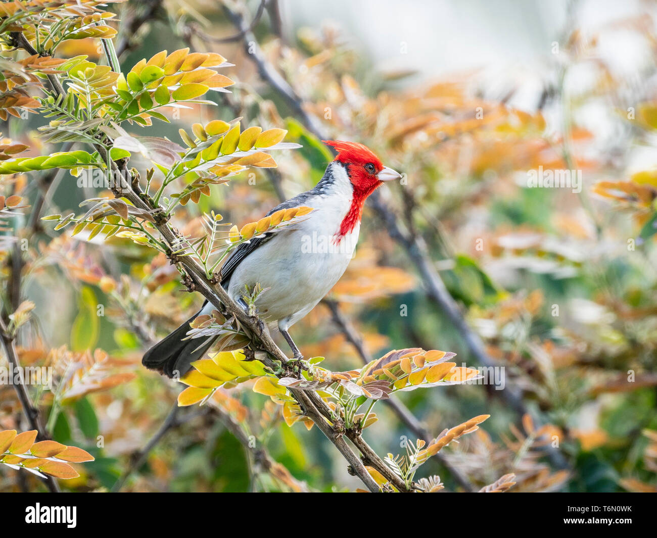 Songbird Hawaii High Resolution Stock Photography and Images - Alamy