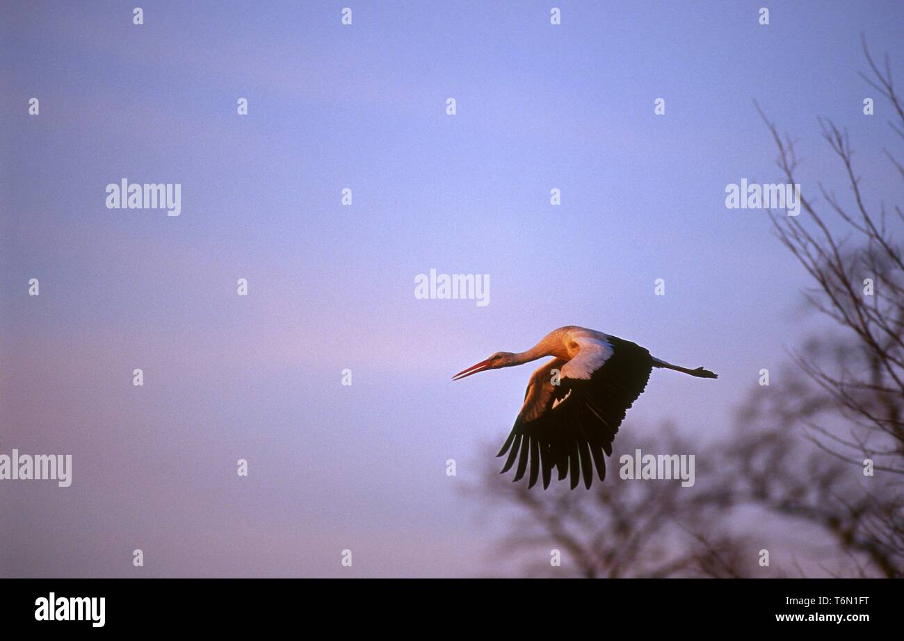 Stork sky hi-res stock photography and images - Alamy