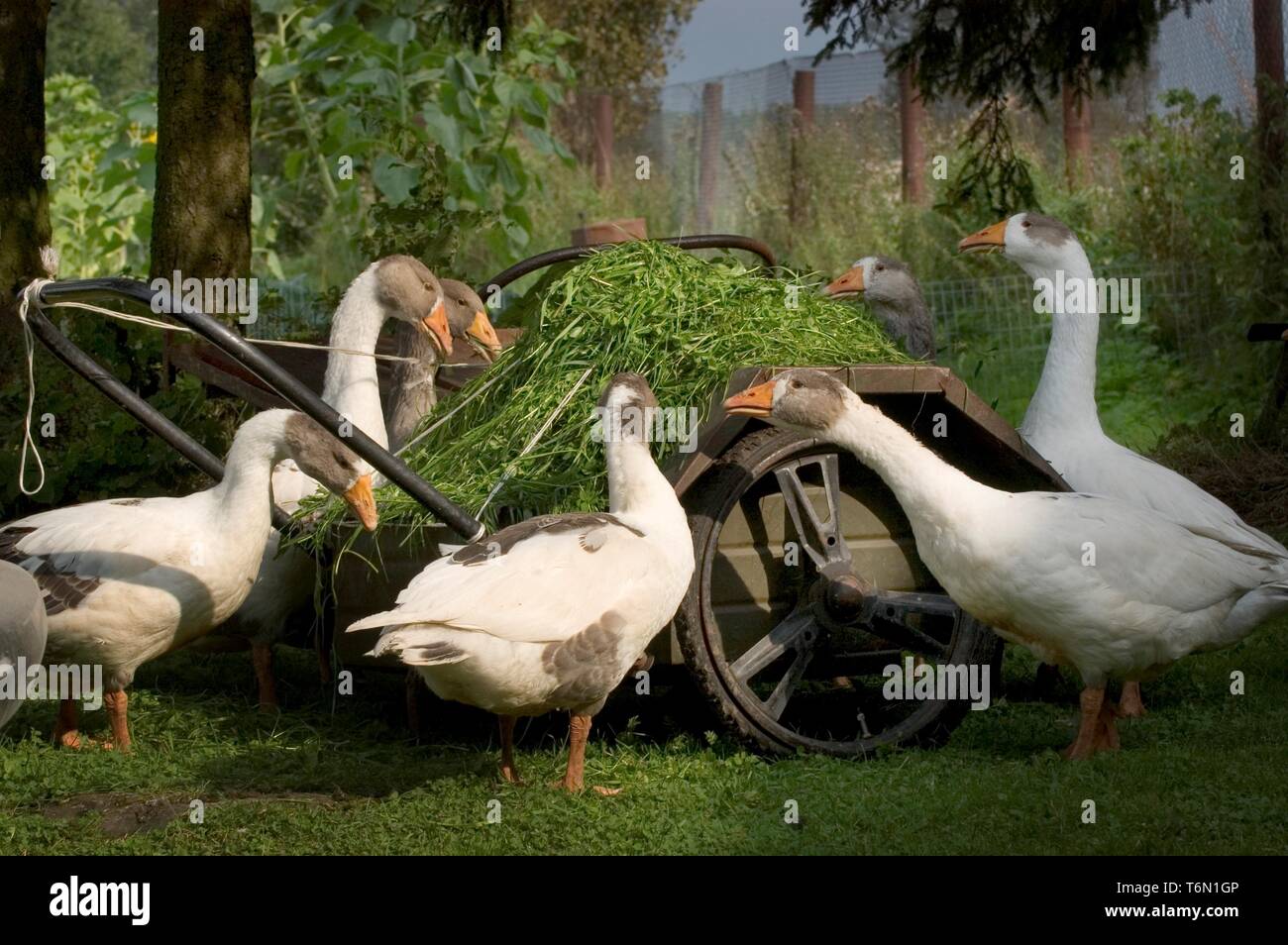 The yard birds hi-res stock photography and images - Alamy