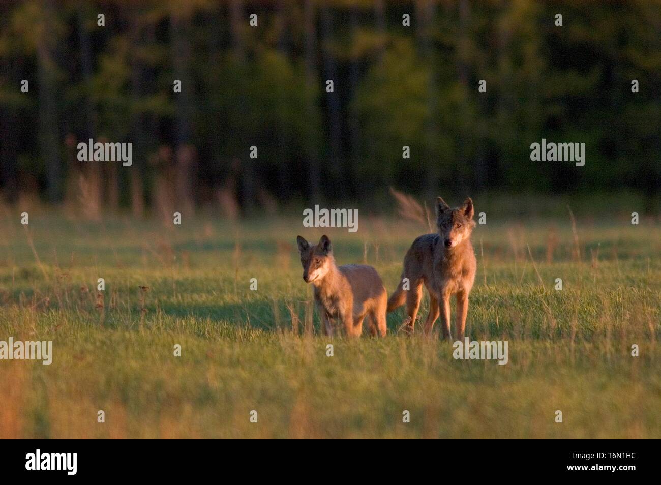 Two Young Wolves Stock Photo - Alamy
