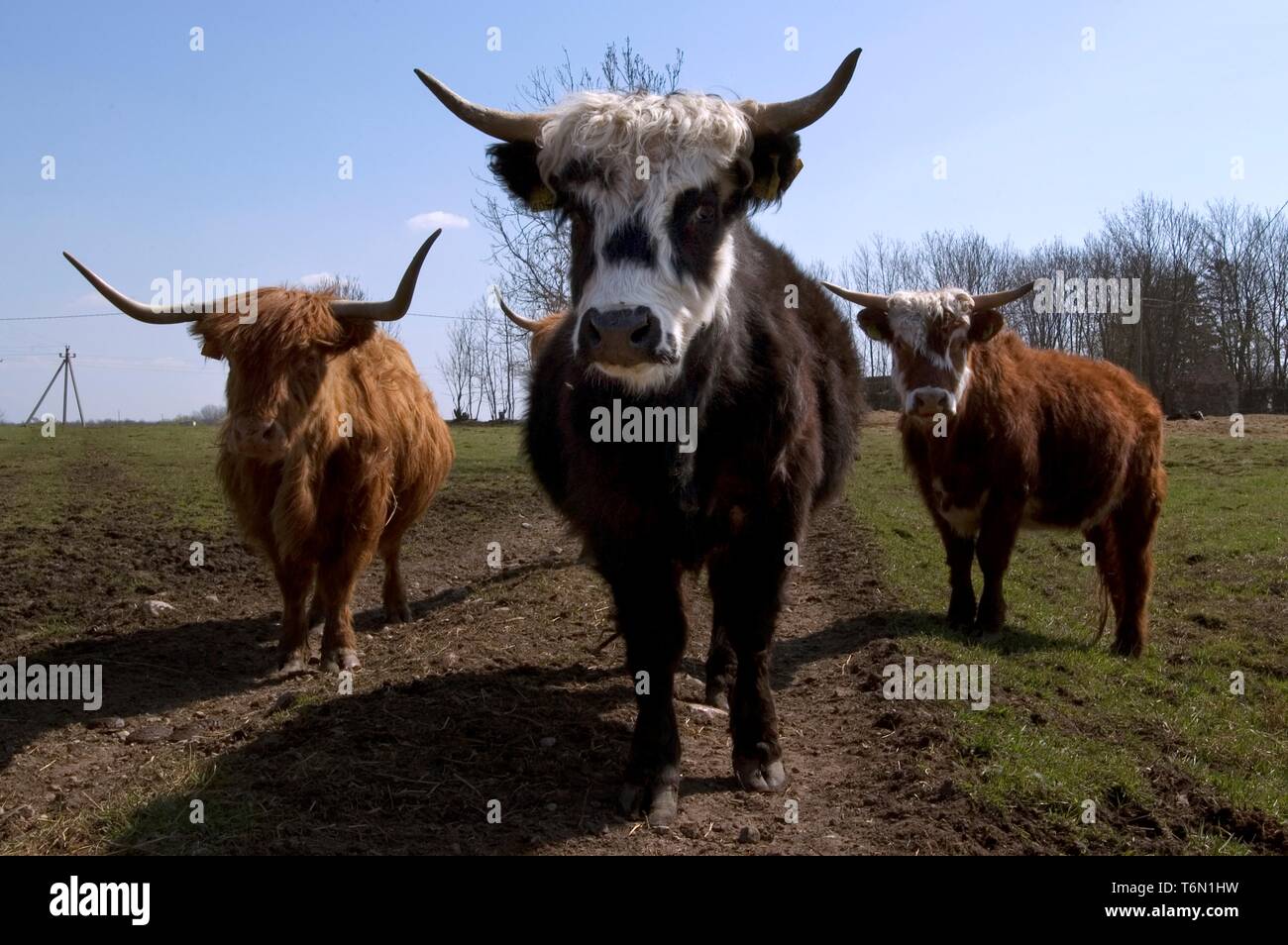 Cattle in Matsalu Stock Photo - Alamy