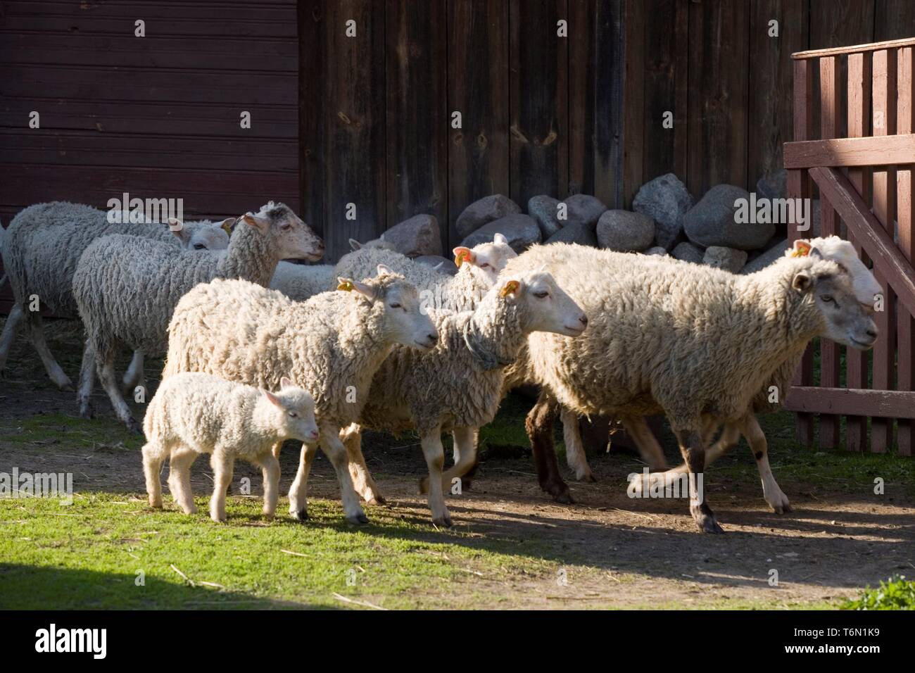 Farm animals sheep farming hi-res stock photography and images - Alamy