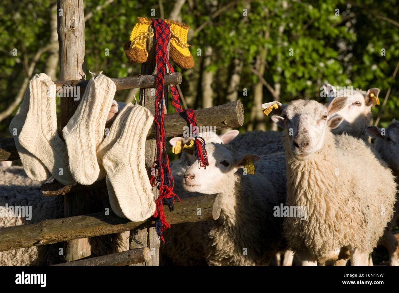 Sheep in a Farm Stock Photo - Alamy