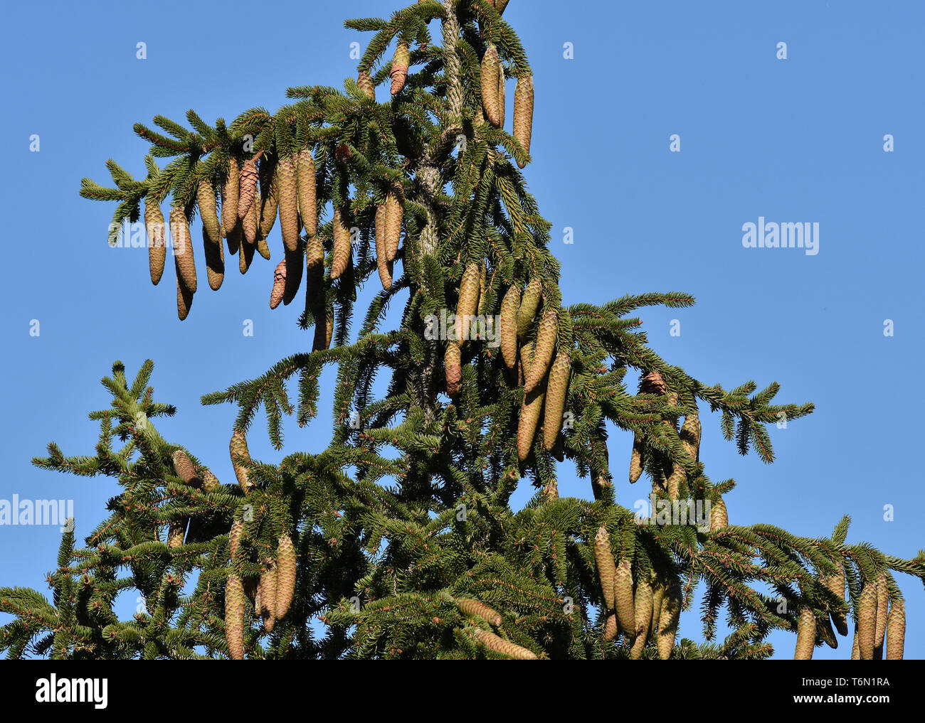 spruce, spruce cone Stock Photo - Alamy