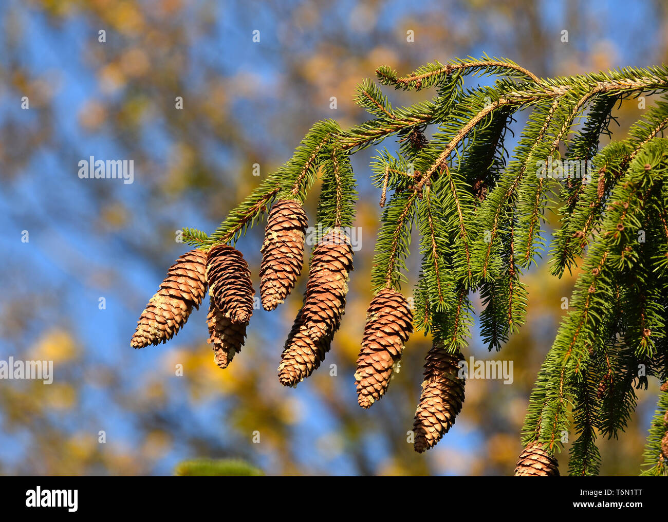 spruce, spruce cone Stock Photo - Alamy