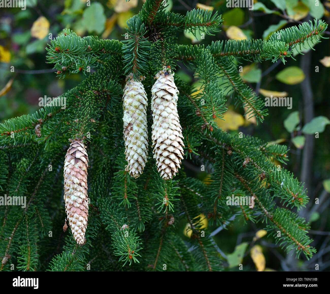 Cone spruce hi-res stock photography and images - Alamy