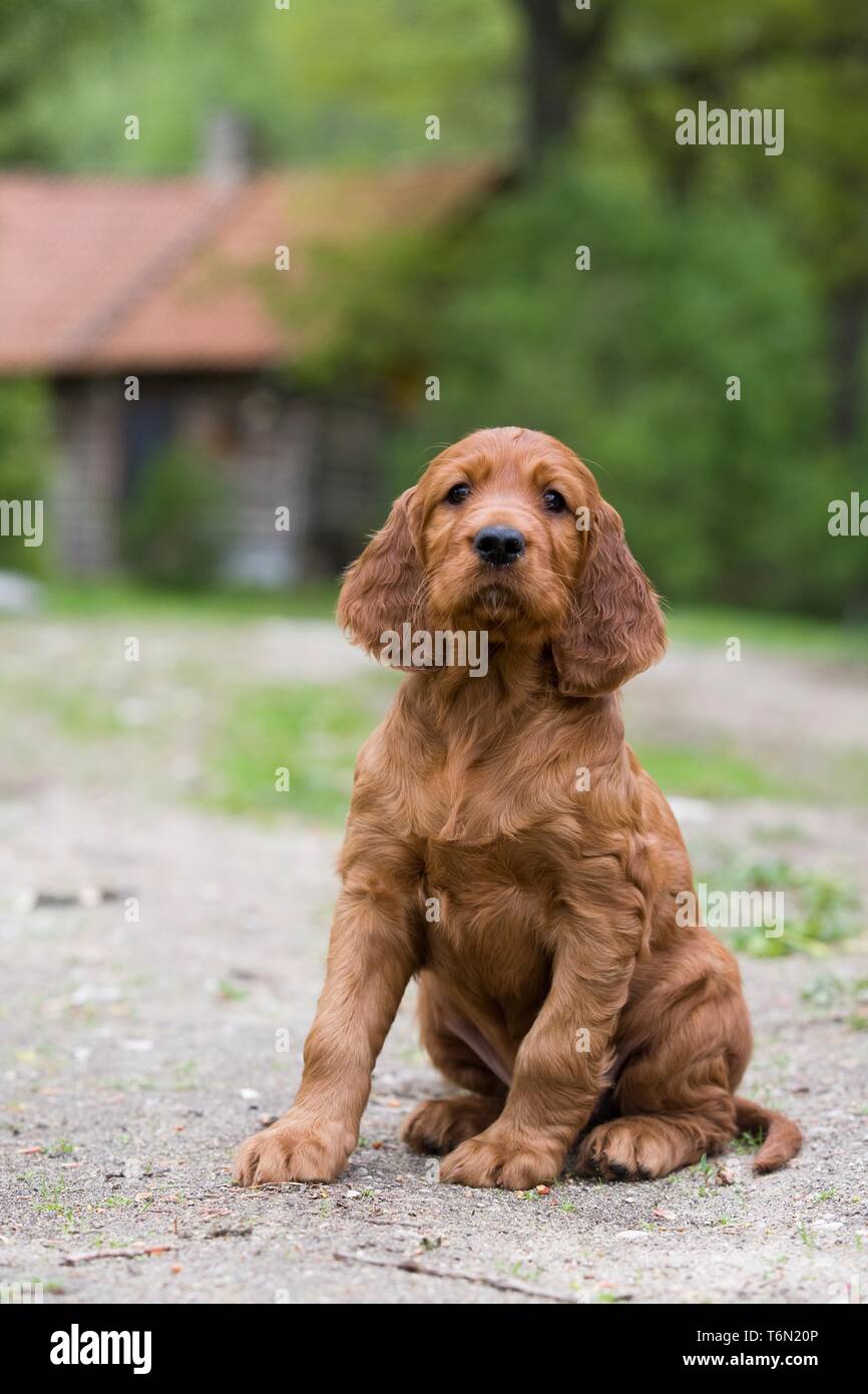 Irish setter puppy Stock Photo - Alamy