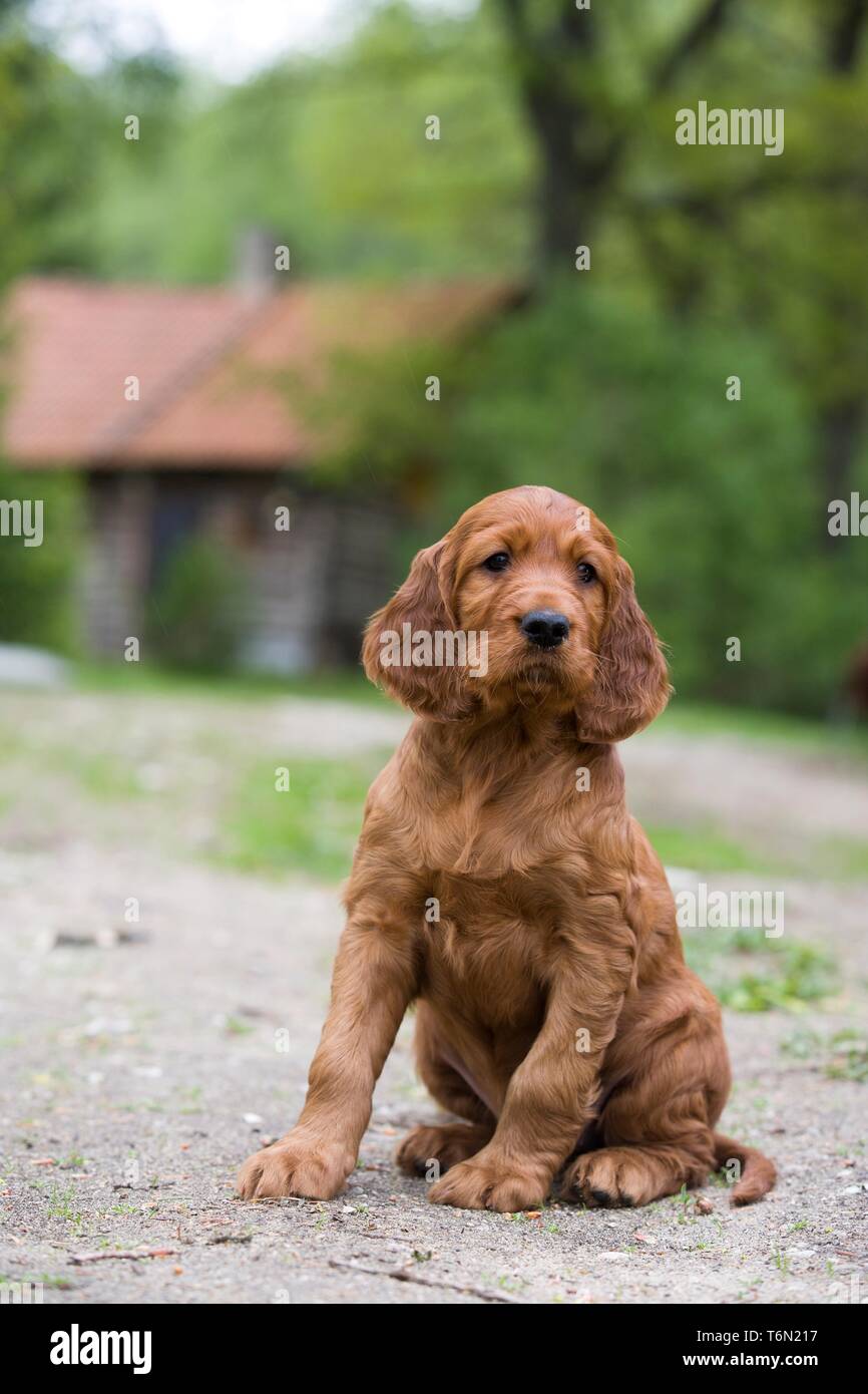 Setter puppy hi-res stock photography and images - Alamy