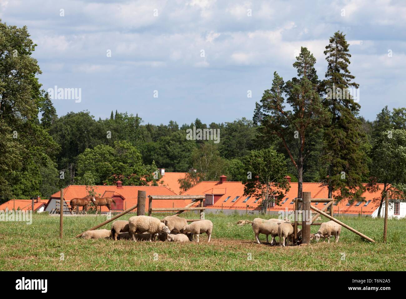 Sheep on the pasture of Vihula manor Stock Photo - Alamy