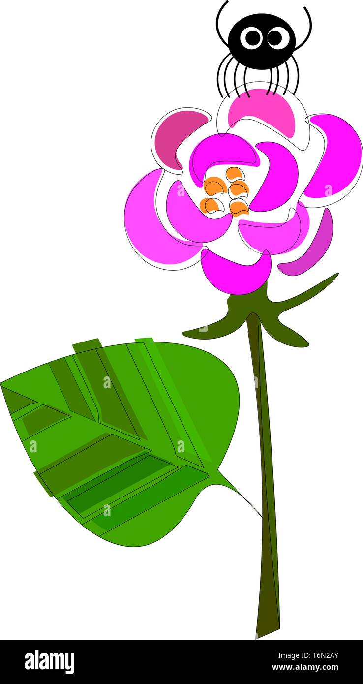 A black-colored spider sitting on the floral disc of the rose plant ...