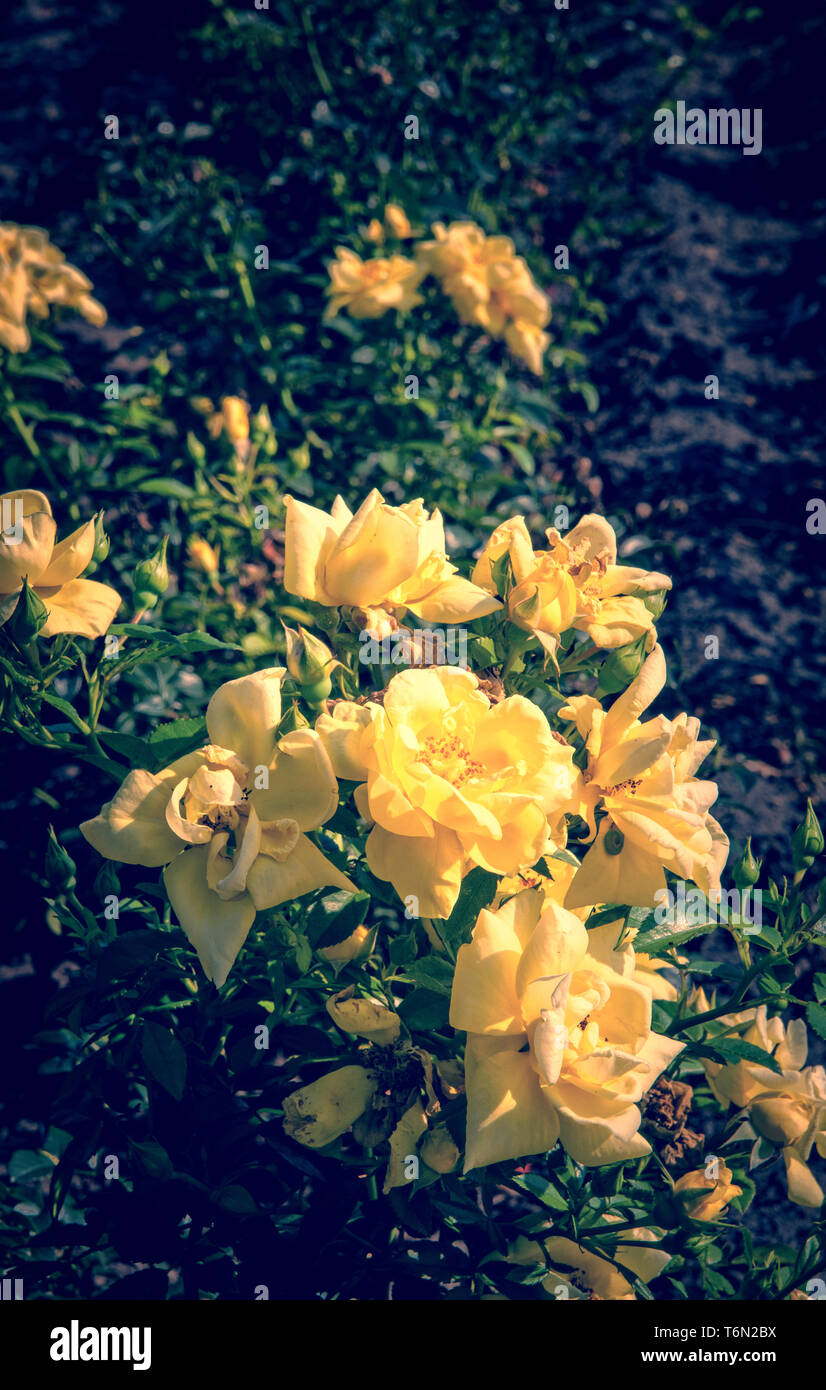 a beautiful and colorful and fragrant rose field Stock Photo - Alamy