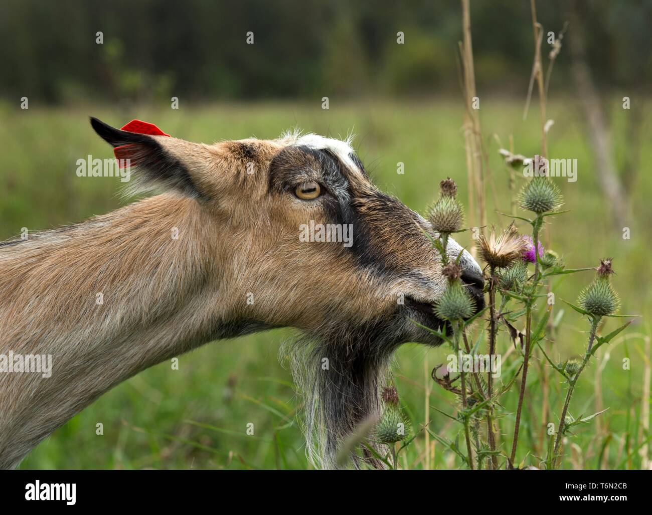 Goat smelling flowers in Kalamatsi Dairy in JÃ¤rva county Stock Photo ...
