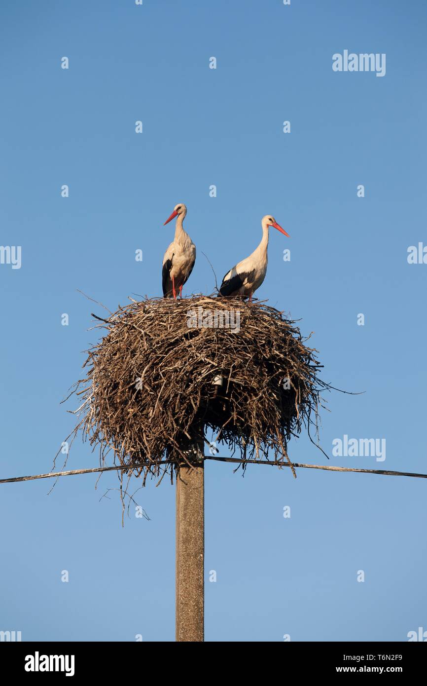 Two birds on nest hi-res stock photography and images - Alamy