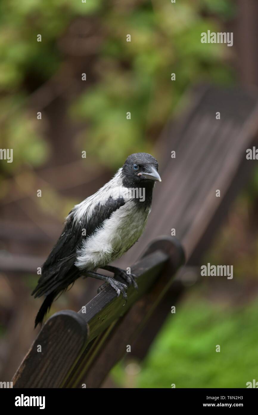 A Hooded Crow on a garden chair Stock Photo - Alamy