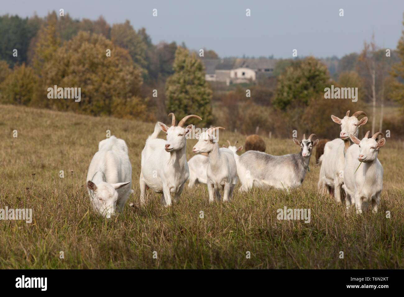 Buck goats hi-res stock photography and images - Alamy