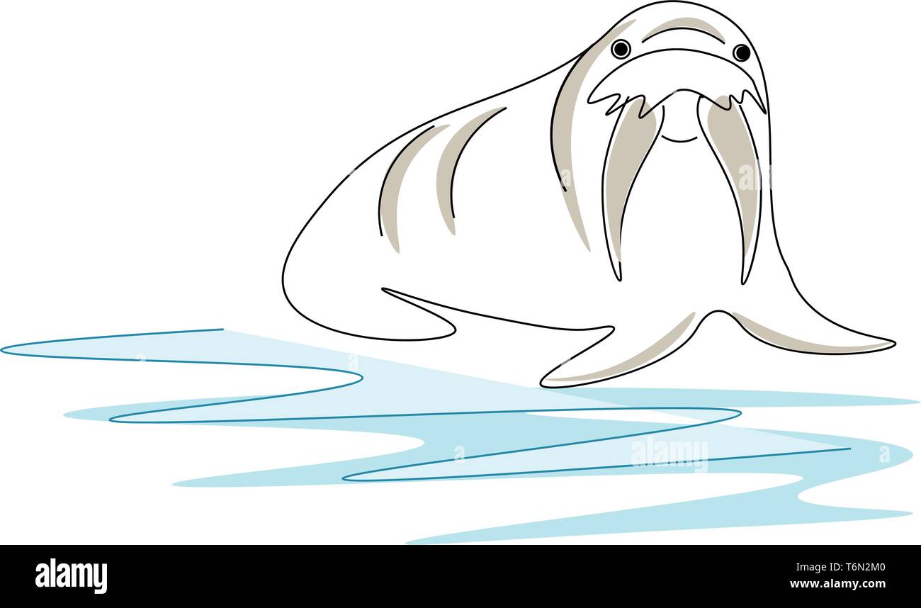 Drawing of a large black and white gregarious marine mammal haul out to ...