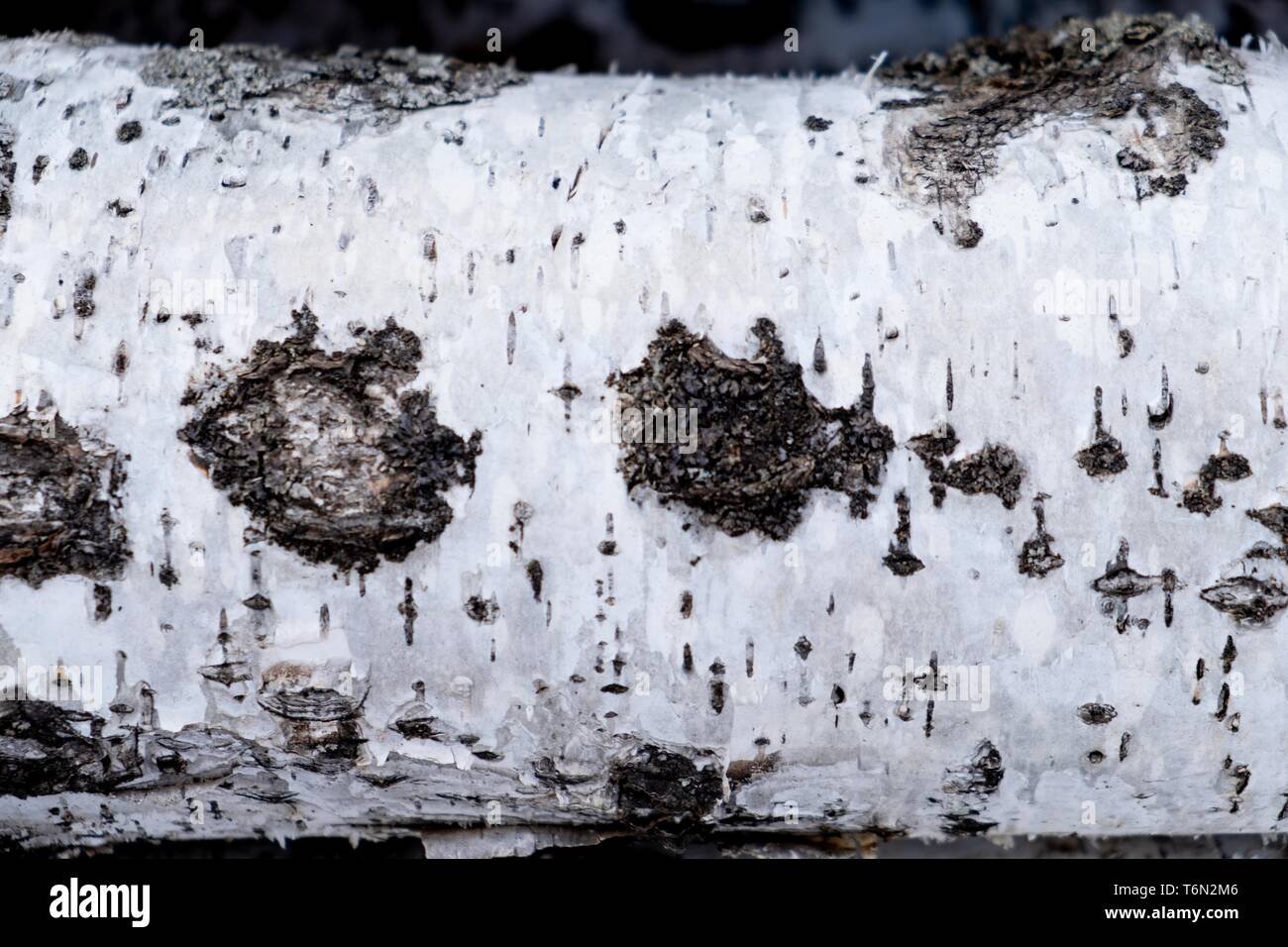 Birch logs lying on the ground. Top and side view Stock Photo - Alamy